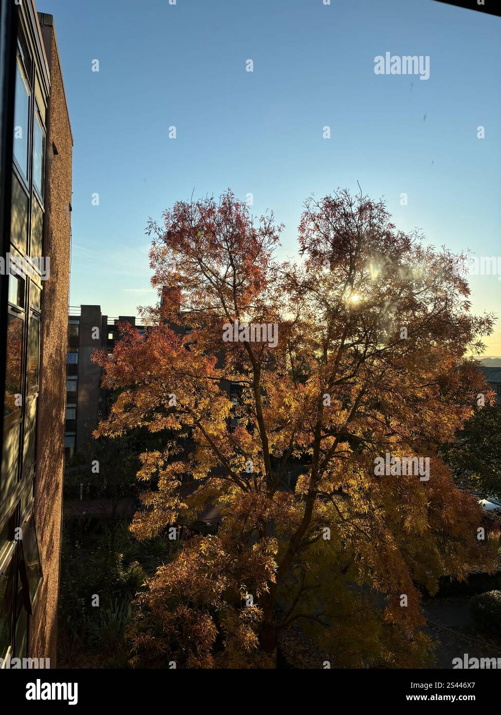A vibrant autumn tree bursts with color against a clear blue sky, seen ...