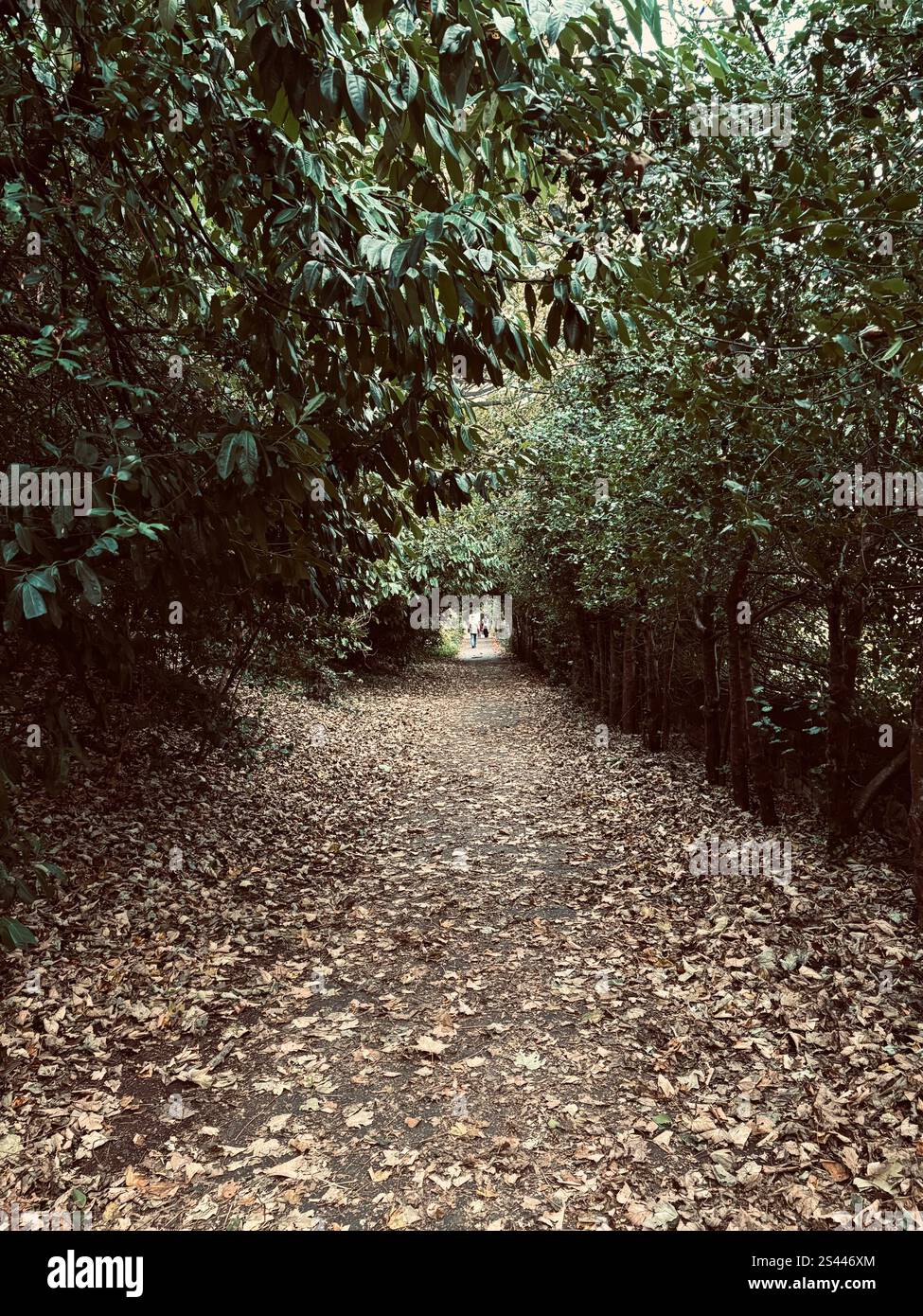 A path winds its way through a lush green forest, dappled with sunlight ...