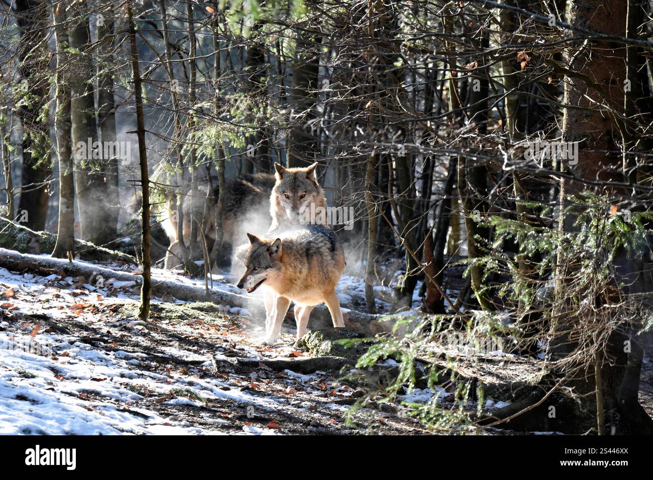 Wölfe bei Paarung Wölfe, Paarung Wölfe, Paarung *** Wolves mating ...
