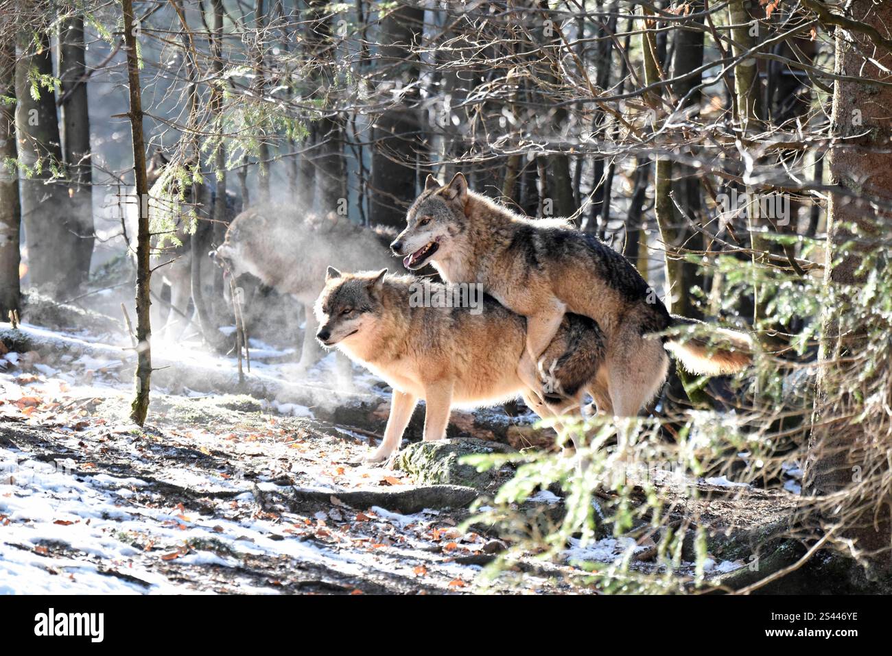 Wölfe bei Paarung Wölfe, Paarung Wölfe, Paarung *** Wolves mating ...