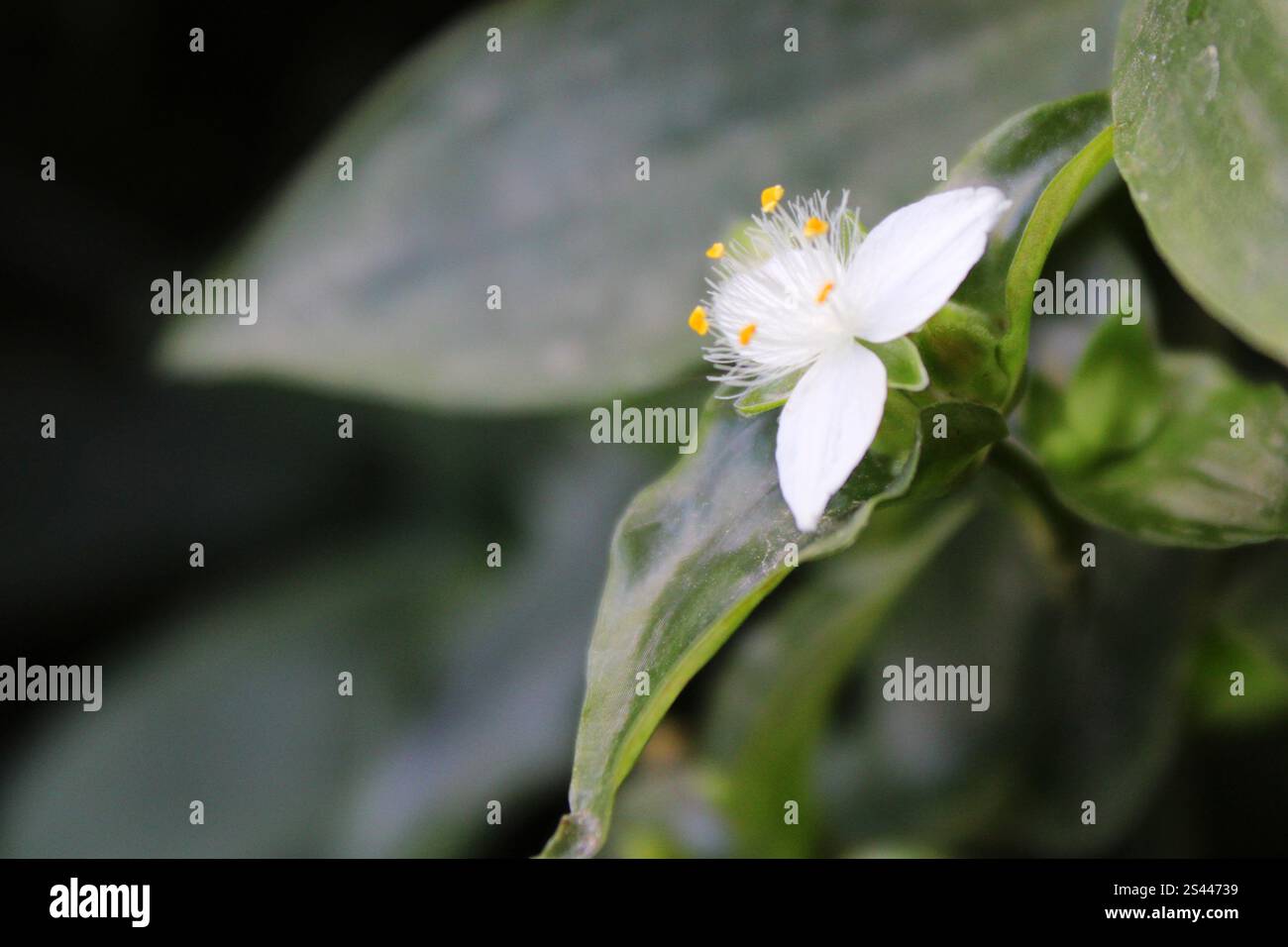 Small flower commonly called Cat's Ear - Tradescantia fluminensis Stock ...