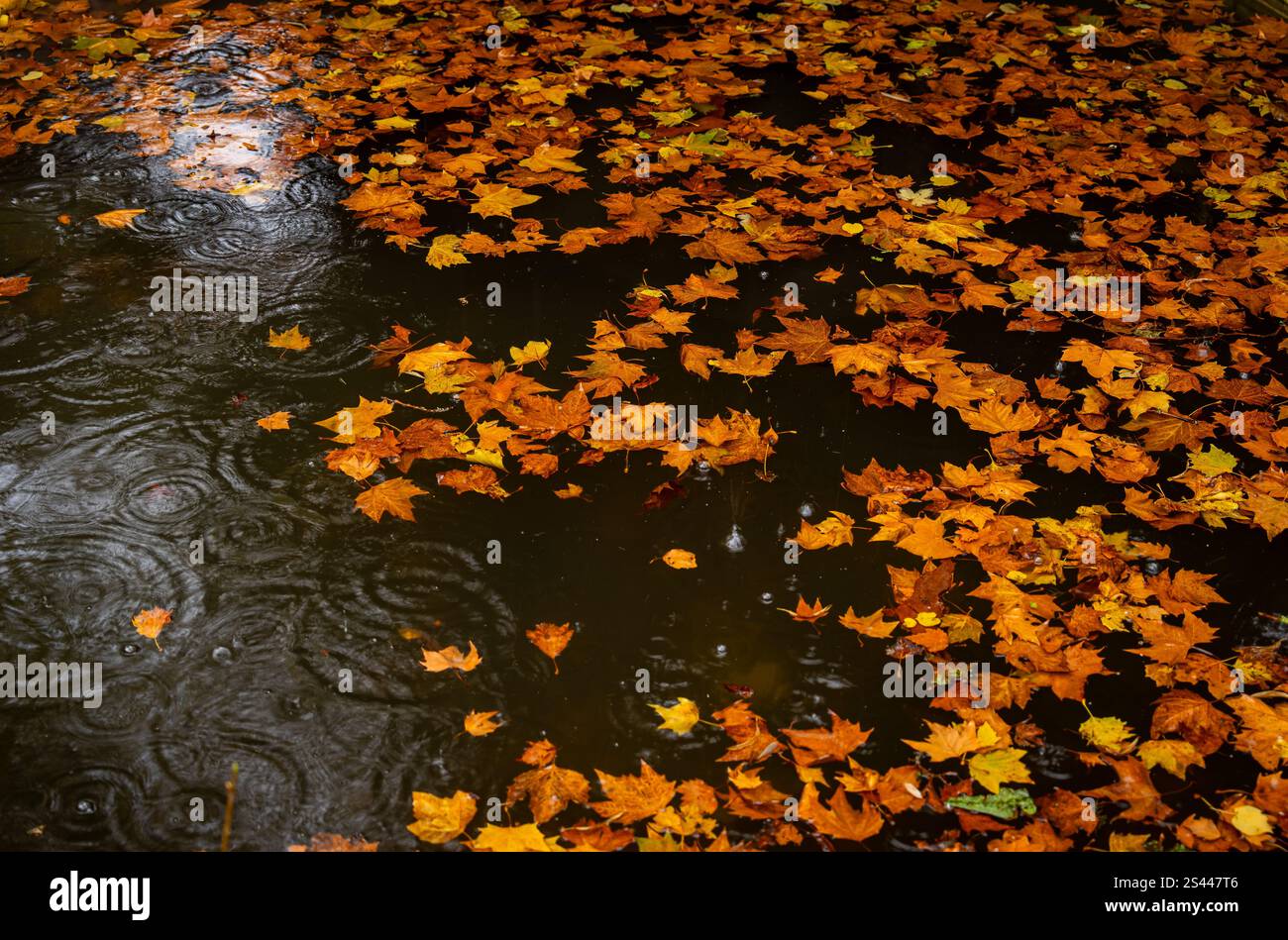Autumn leaves floating on water surface during a rainy day in a tranquil park setting Stock ...