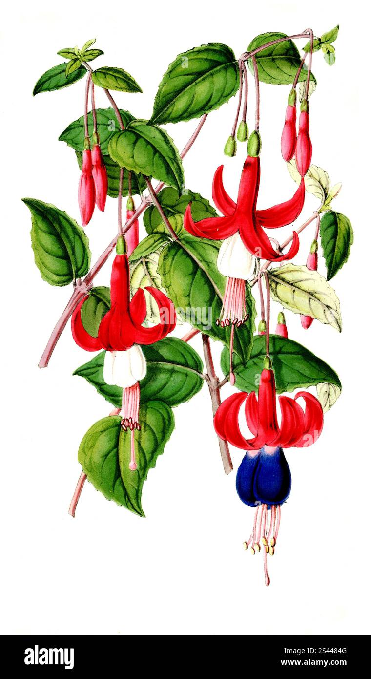 various fuchsias, Fuchsia, species-rich genus in the evening primrose ...