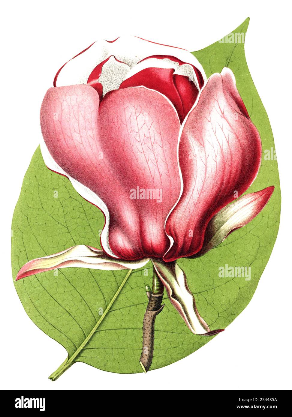 Magnolia, Magnolia lenne hybride, plant and flower, digitally reworked ...