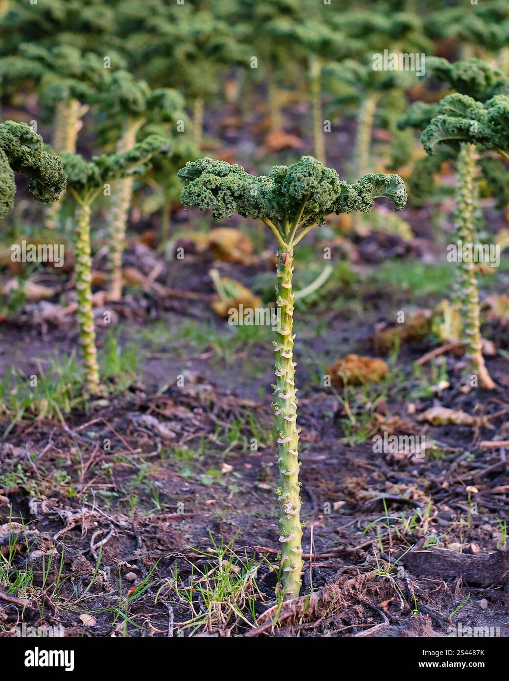 Detailed view of a single kale plant with curly green leaves, growing ...