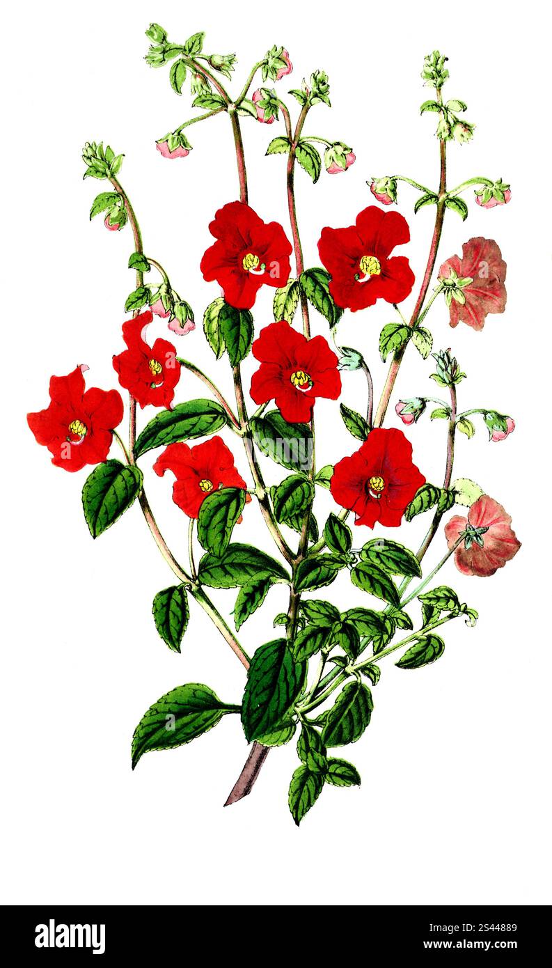 Alonsoa waiscewiezii, mask flower, plant and flower, digitally reworked ...