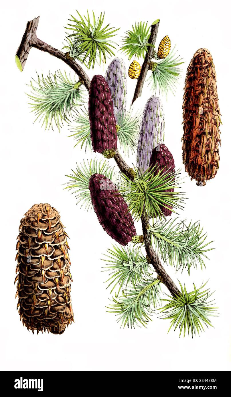 Larix griffithii, Sikkim larch is a coniferous tree in the genus Larch ...