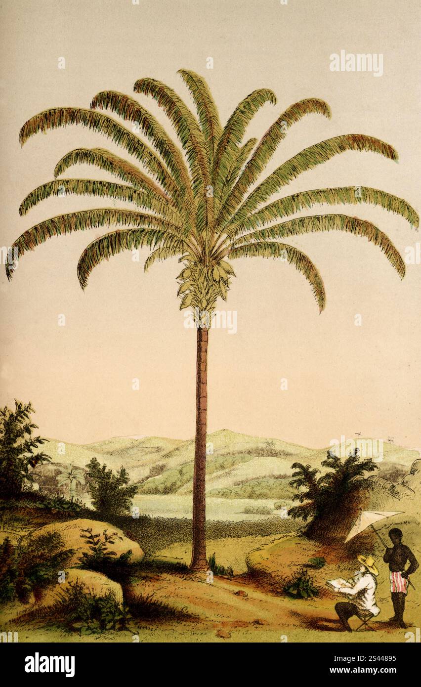Maximiliana regia, Brazilian royal palm, plant and flower, digitally ...