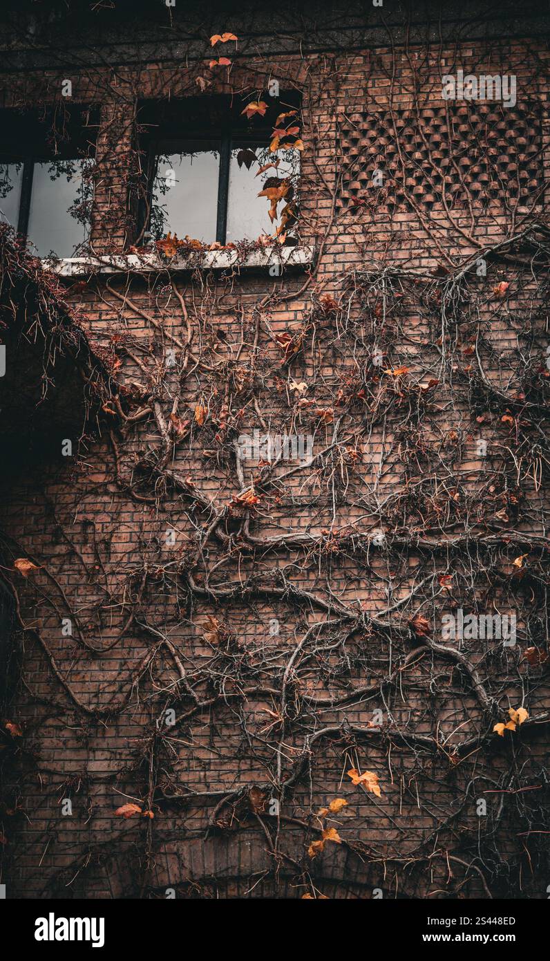 Brick wall covered in vines and autumn leaves in an urban setting Stock ...