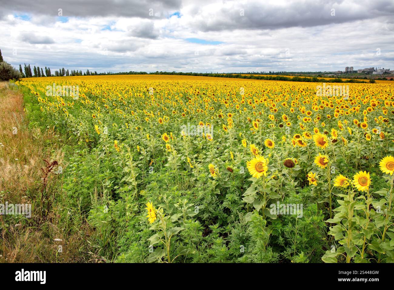 Sunlit fields of golden sunflowers stretching beyond the horizon on a ...