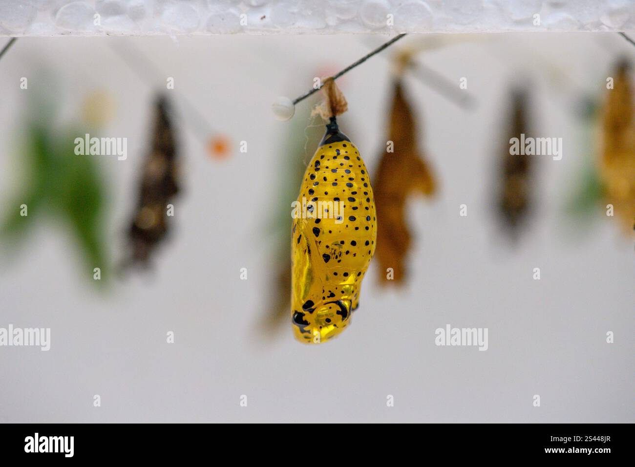 10 January 2025, Saxony-Anhalt, Magdeburg: A chrysalis of a white tree ...