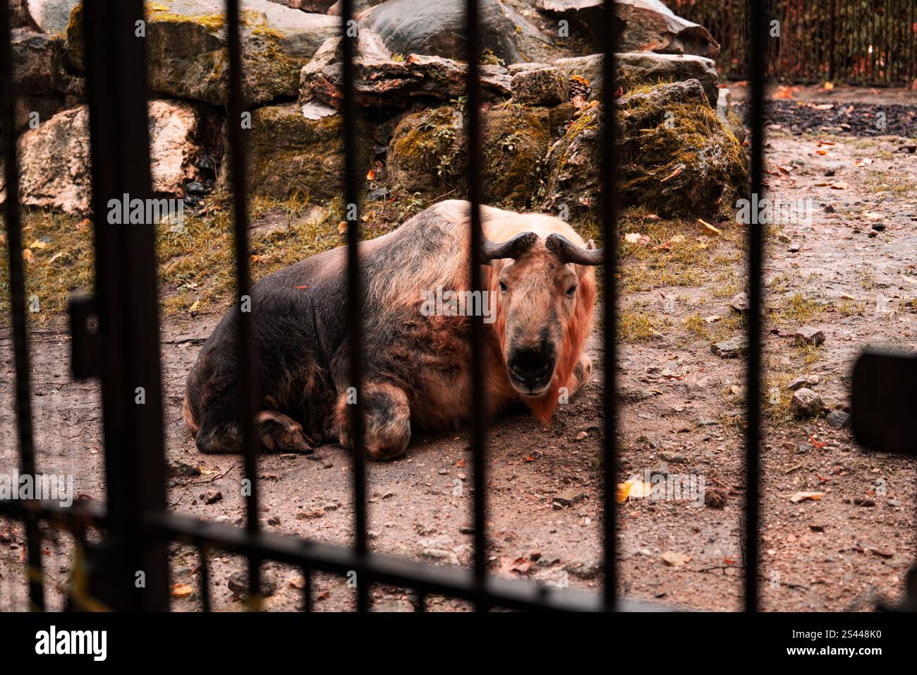 Rare animal resting behind bars in a wildlife sanctuary during the ...