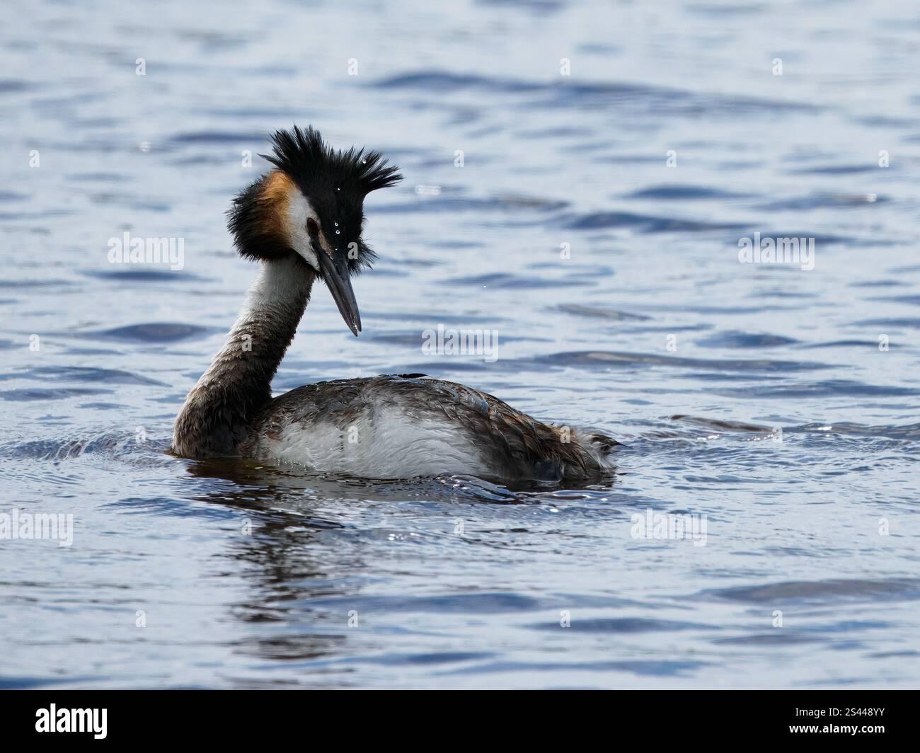 Grebe water bird hi-res stock photography and images - Alamy