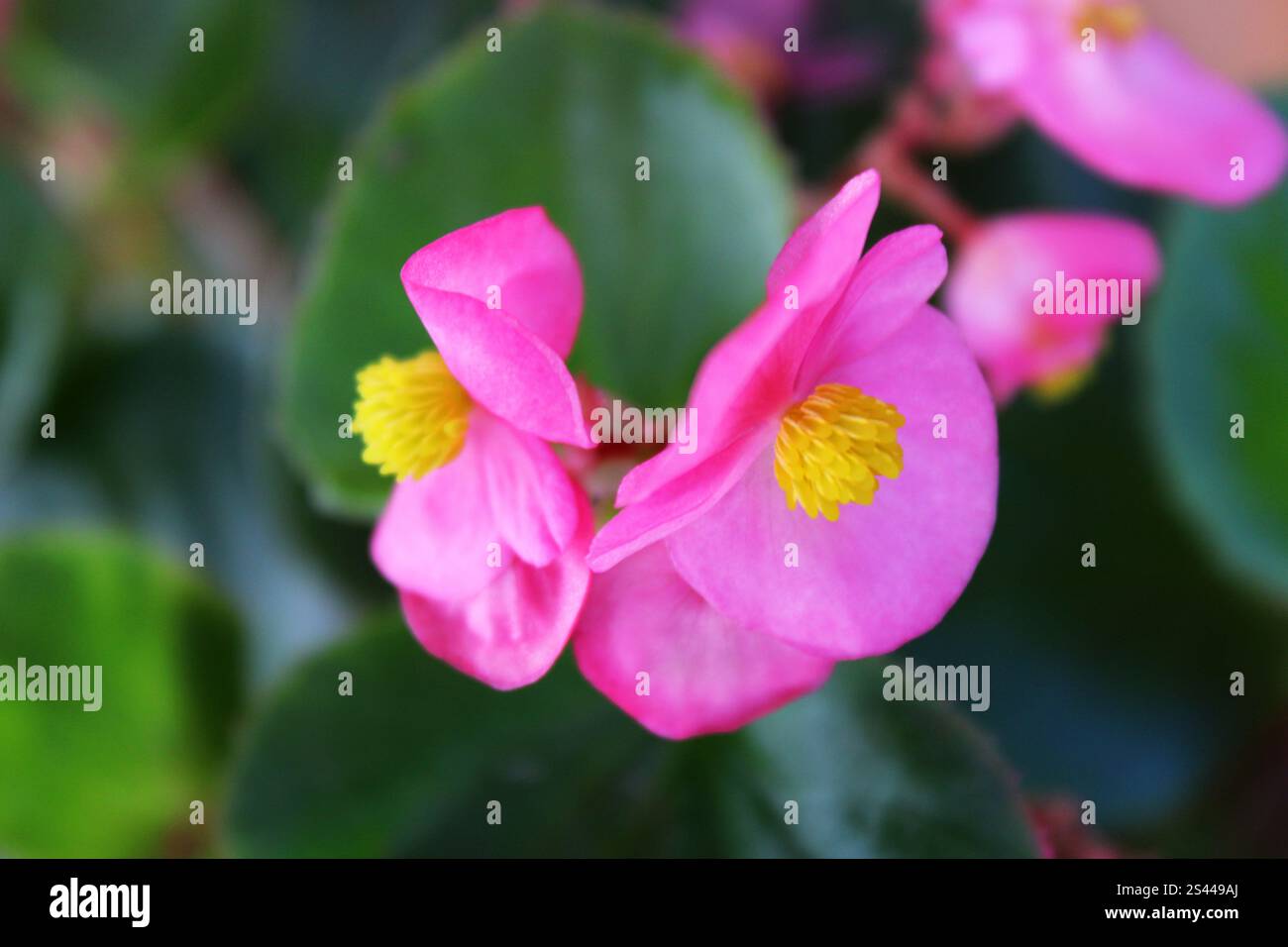 Pink begonia leaf hi-res stock photography and images - Alamy
