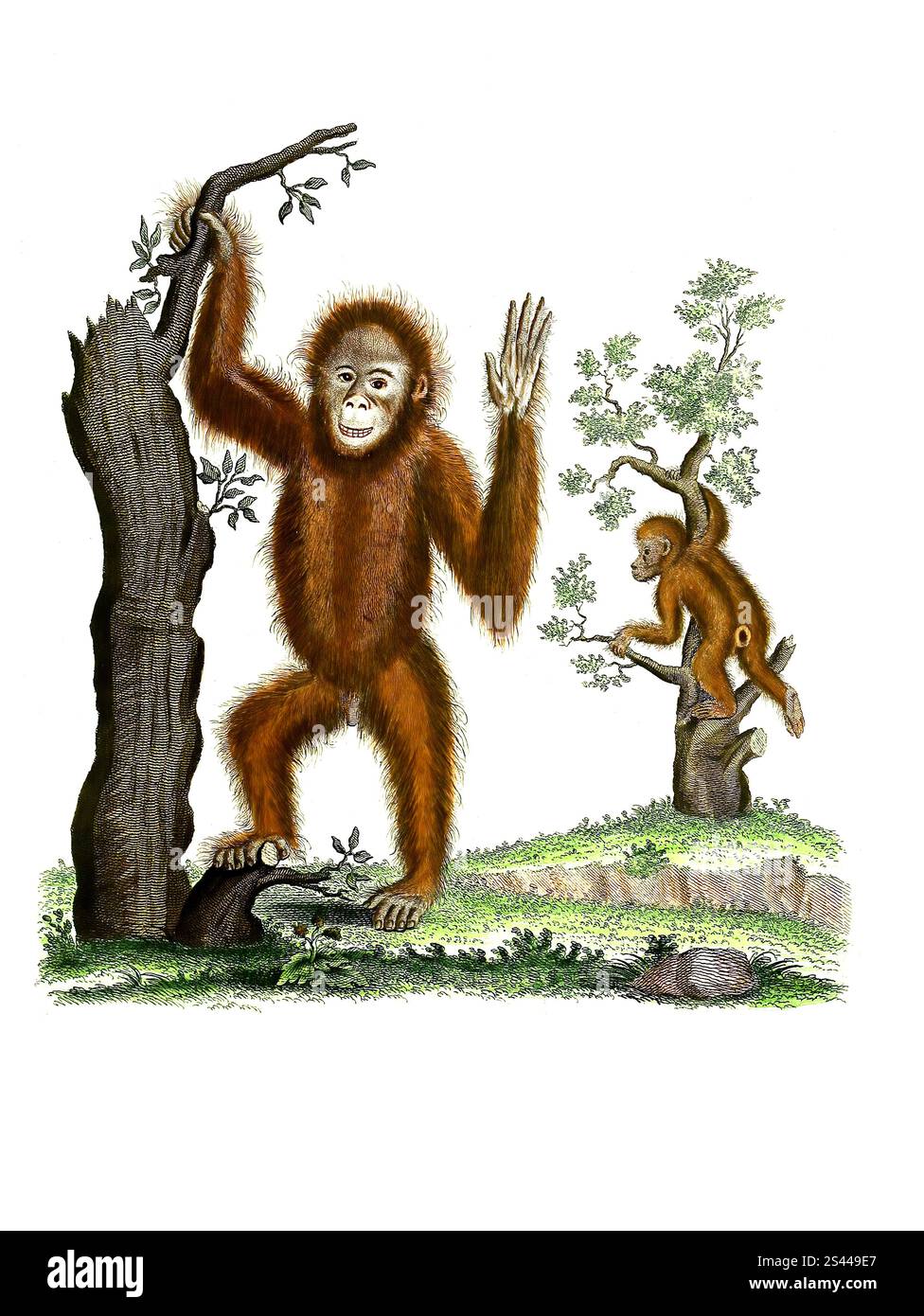 Mammals, monkey, ape, Two orangutans climbing trees. Pongo pygmaeus ...