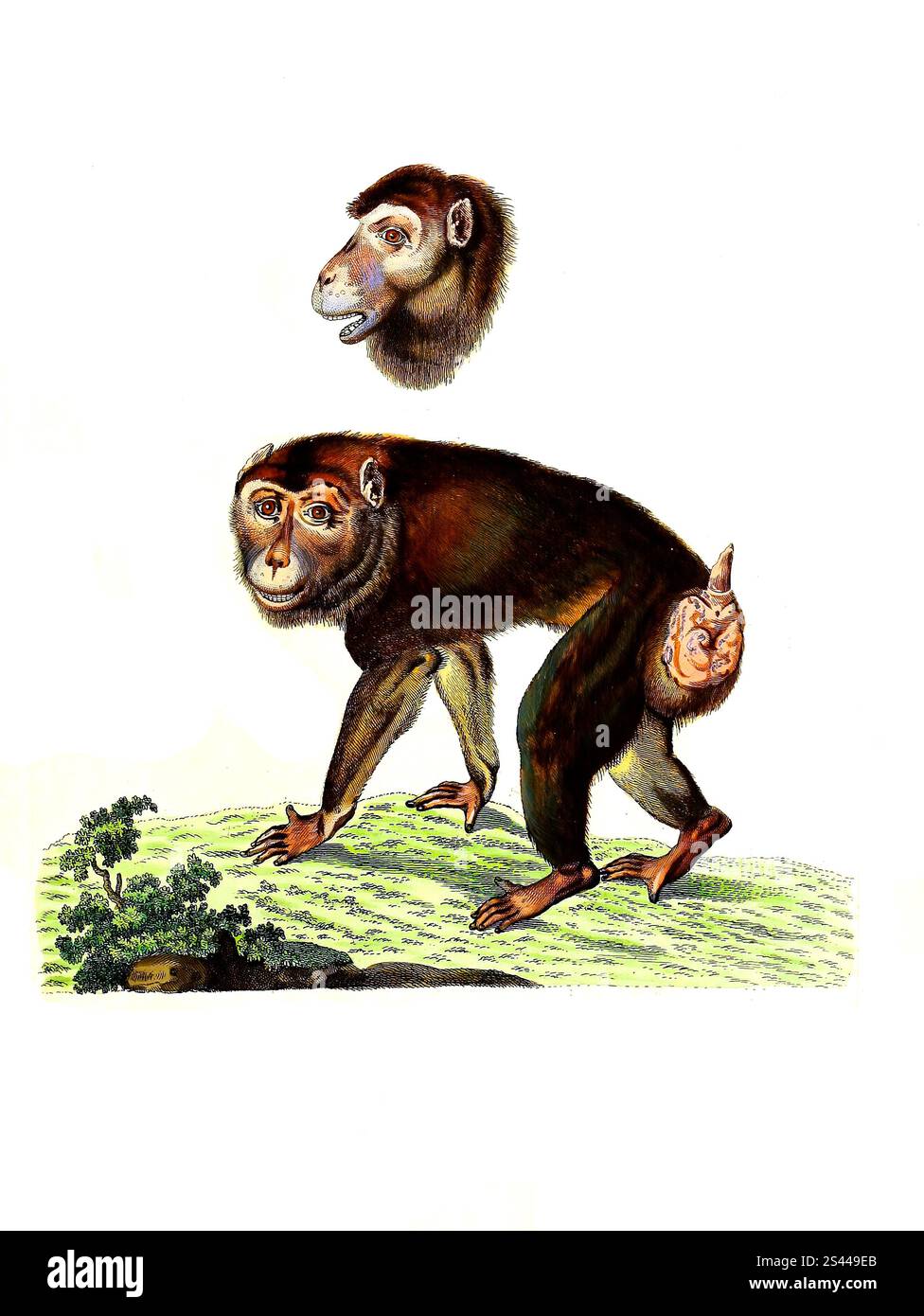 Mammals, monkey, ape, Pig-tailed macaque, Simia platypygos, Historical ...