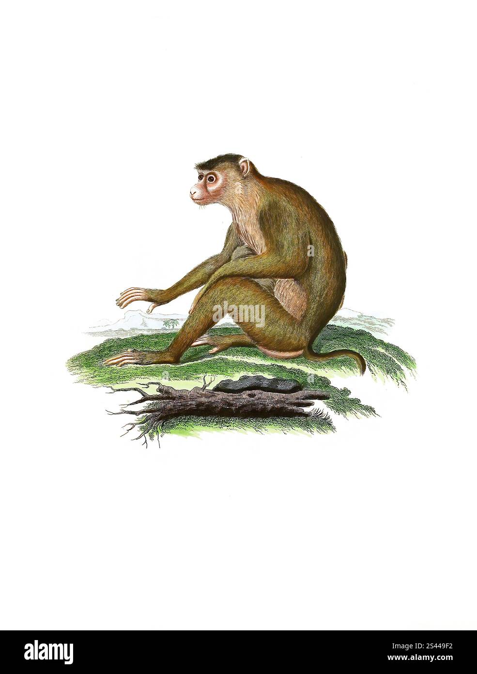 Mammals, monkey, ape, Simia nemestrina, Southern pig-tailed macaque ...