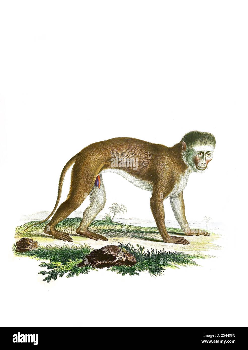 Mammals, monkey, ape, Malbrouck's green monkey, Chlorocebus cynosuros ...