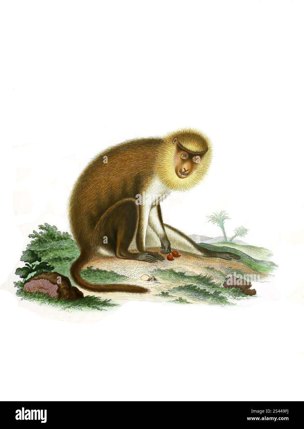 Old world monkey species Cut Out Stock Images & Pictures - Alamy