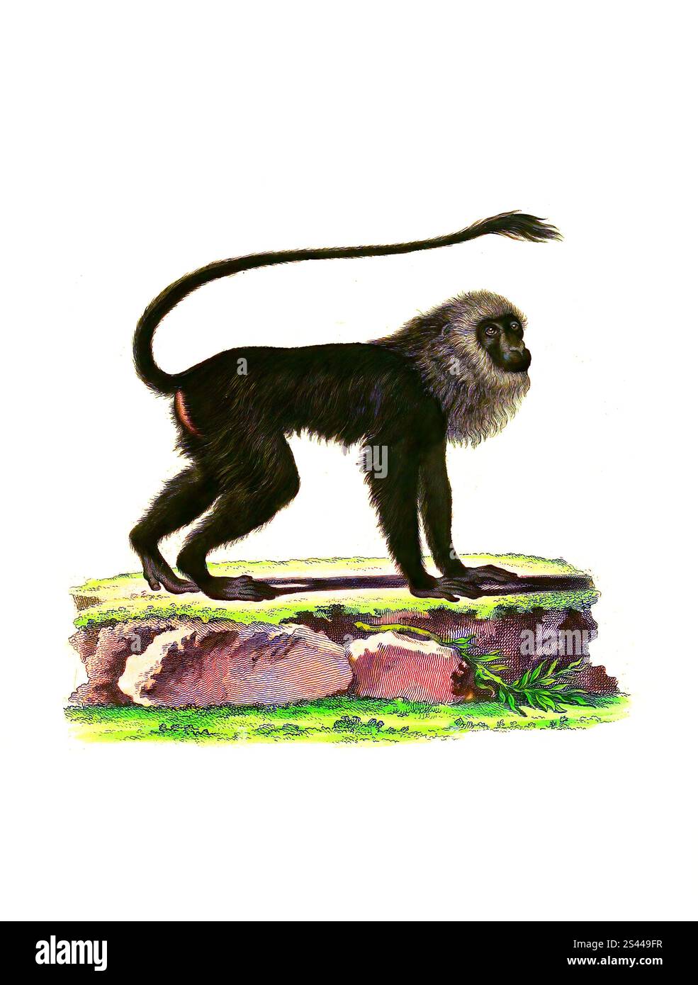 Tamarin drawing Cut Out Stock Images & Pictures - Alamy