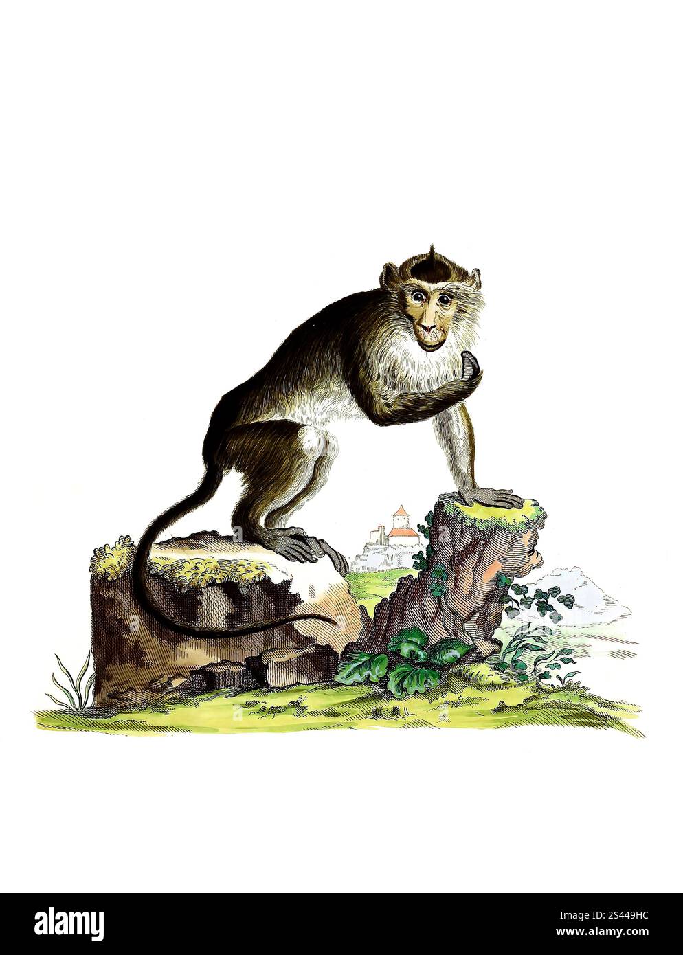Mammals, monkey, ape, Javan macaque, Long-tailed macaque or Crab-eater ...