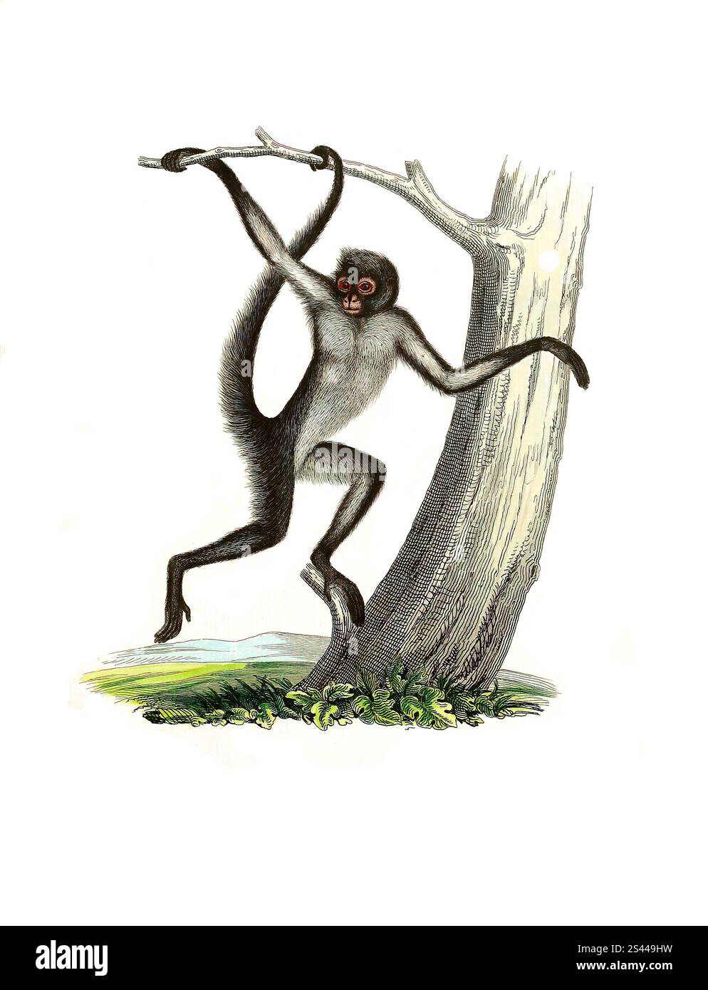 Mammals, monkey, ape, White-fronted spider monkey or golden-fronted ...