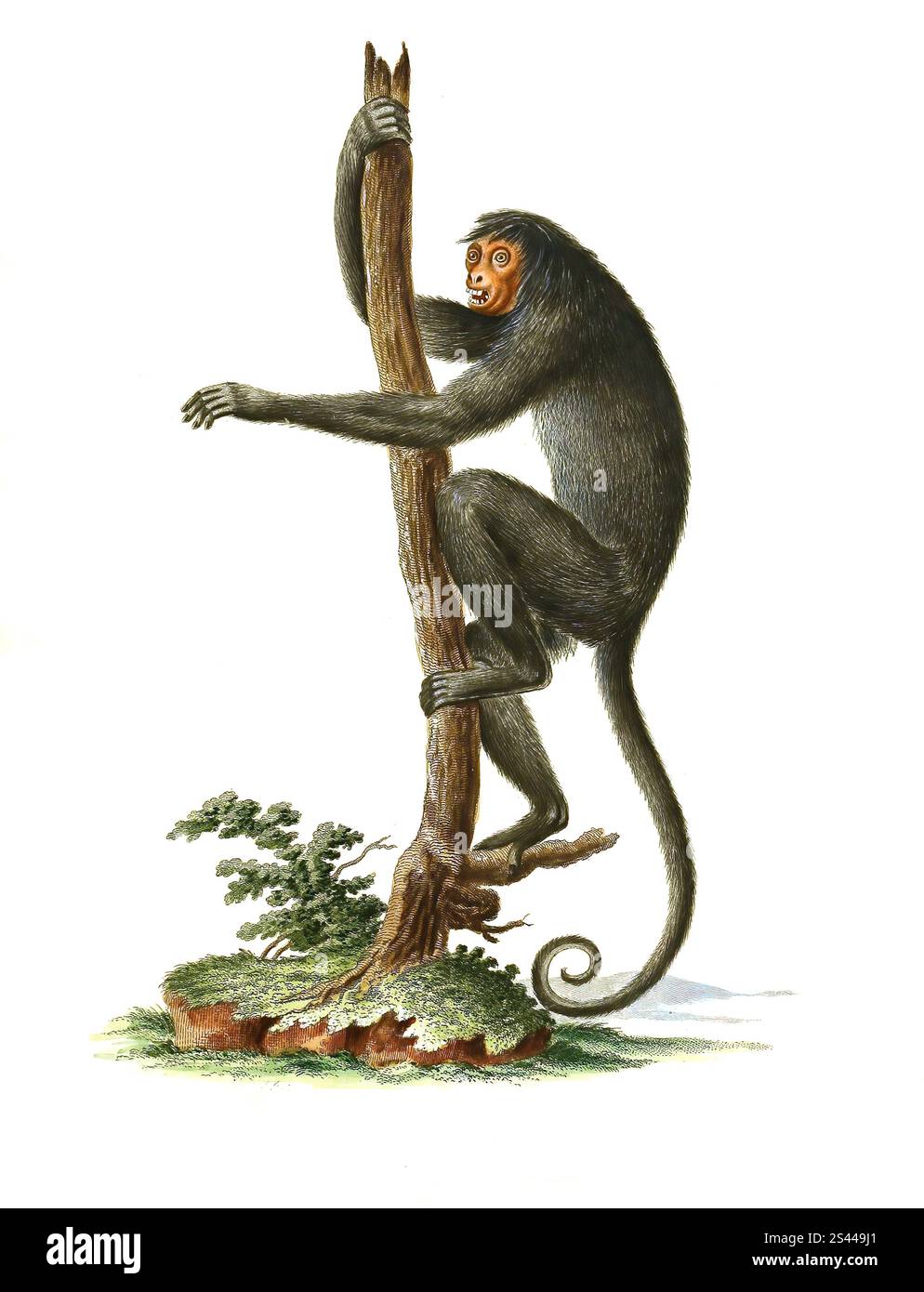 Mammals, monkey, ape, Lomami monkey, Cercopithecus lomamiensis, an ...