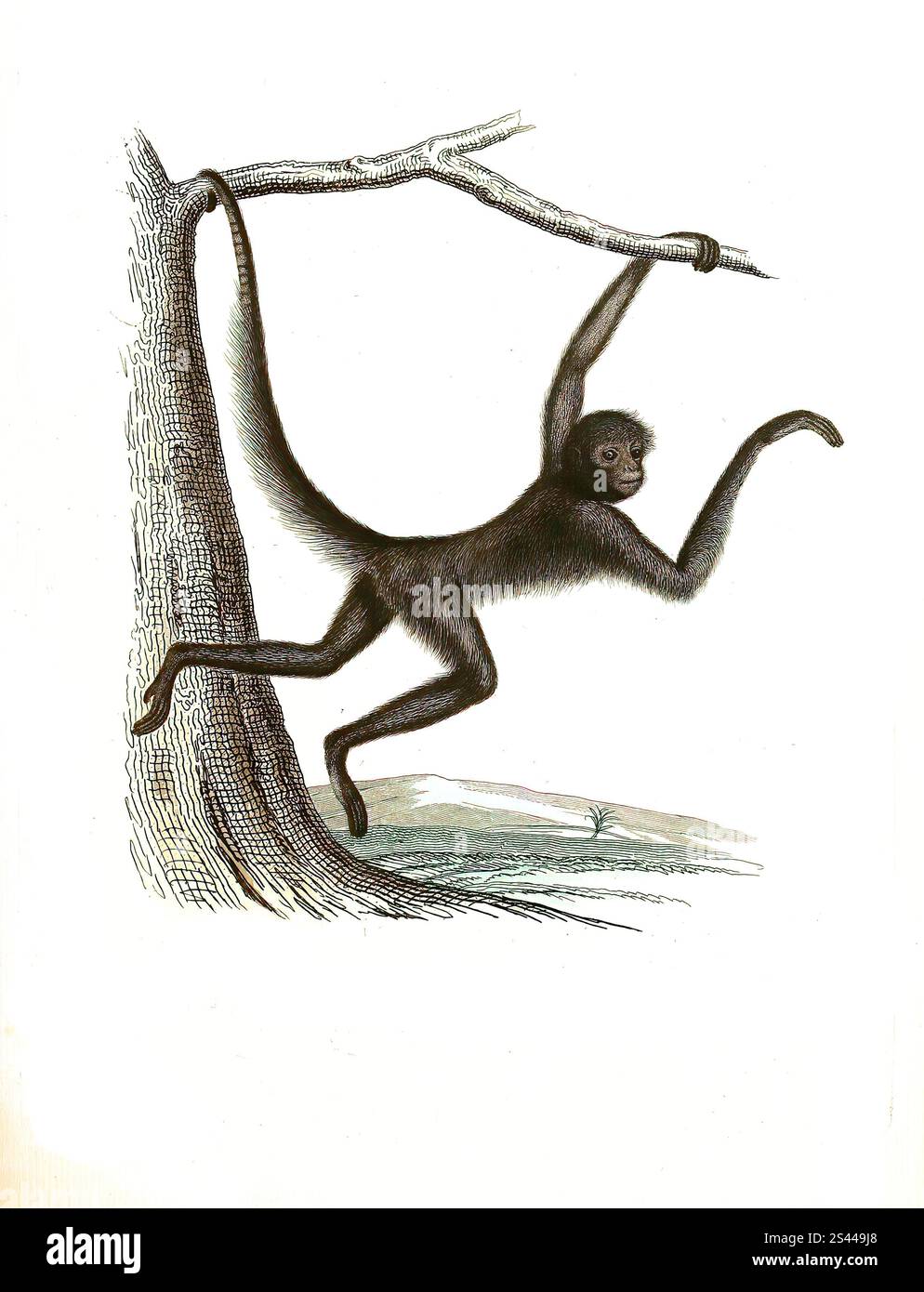 Mammals, monkey, ape, Ateles ater, Spider monkey, Historical, digitally ...