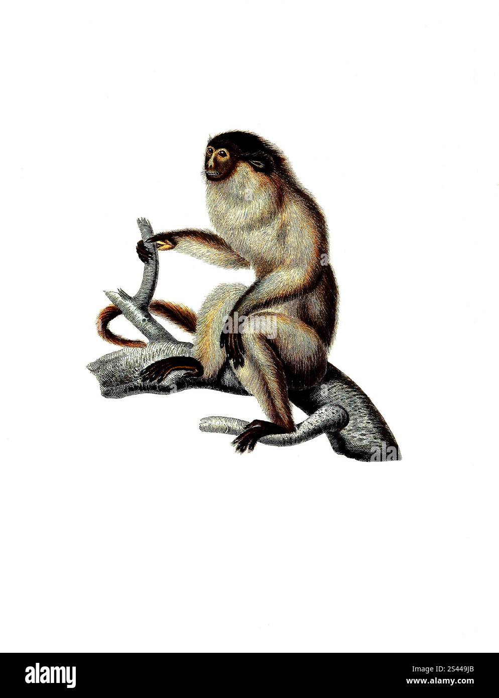 Mammals, monkey, ape, Cebus personatus, Masked titi monkey, Callicebus ...