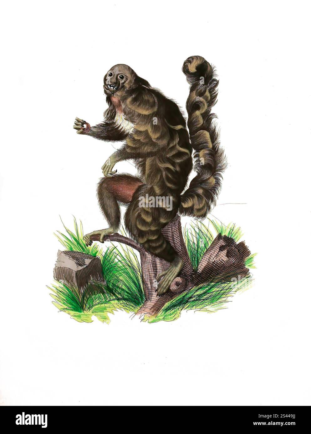 Mammals, monkey, ape, Hairy Saki, Pithecia hirsuta, a primate species ...