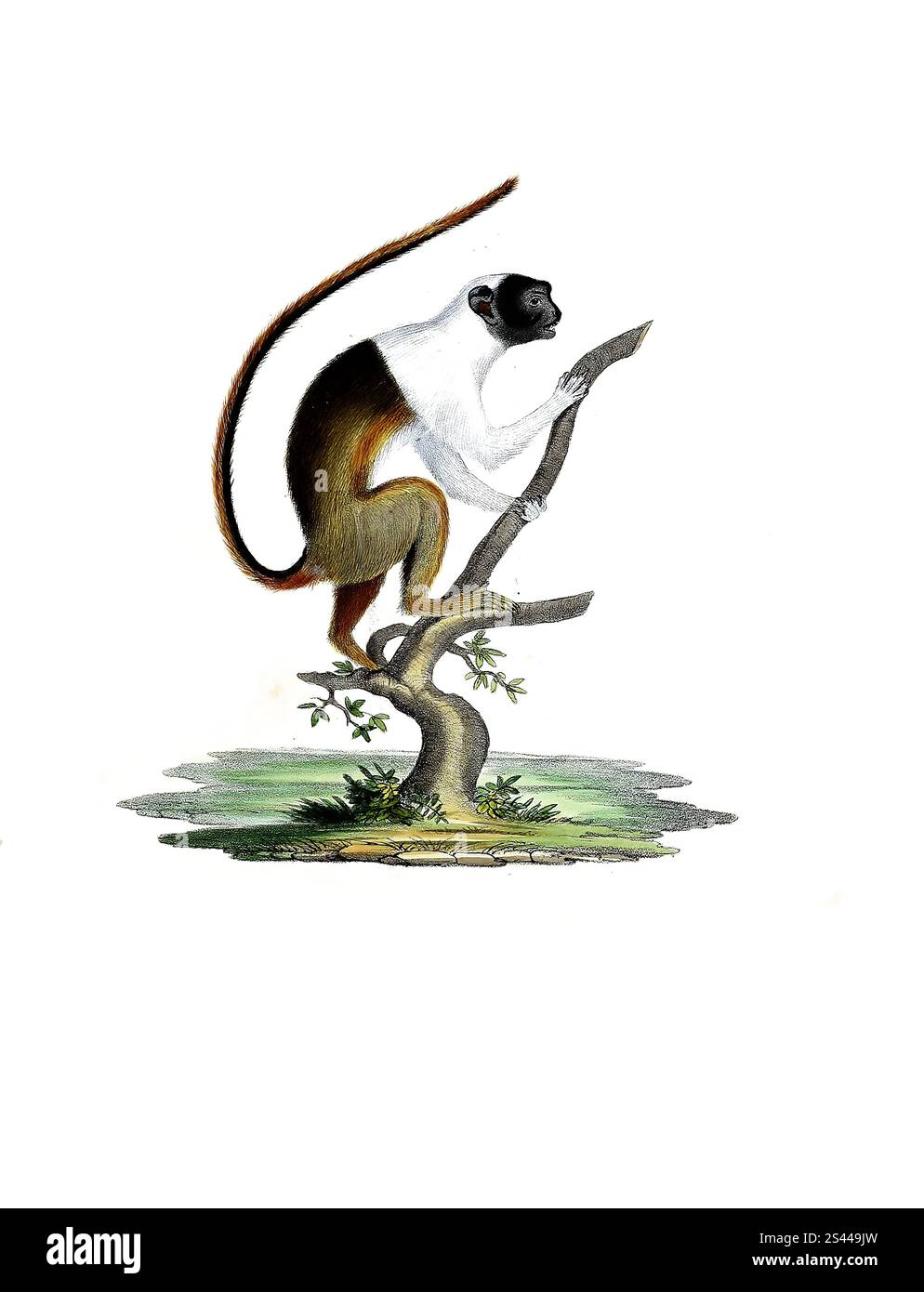 Mammals, monkey, ape, Yellow-bellied pygmy marmoset, Cebuella pygmaea ...