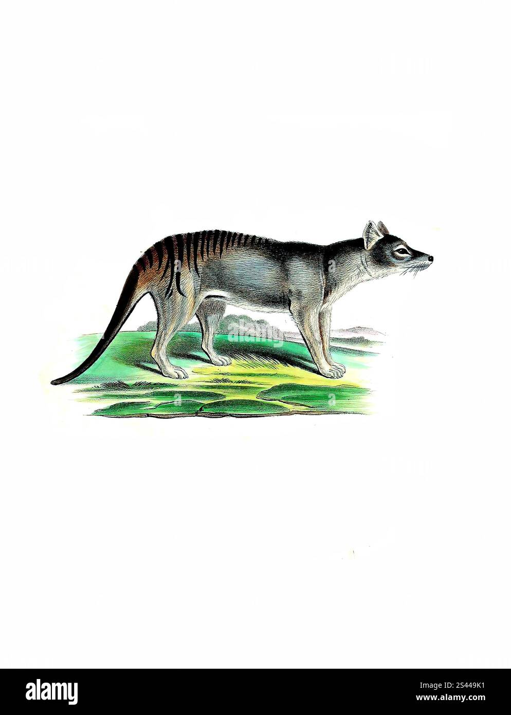 Mammals, monkey, ape, Tasmanian wolf, Thylacinus cynocephalus ...