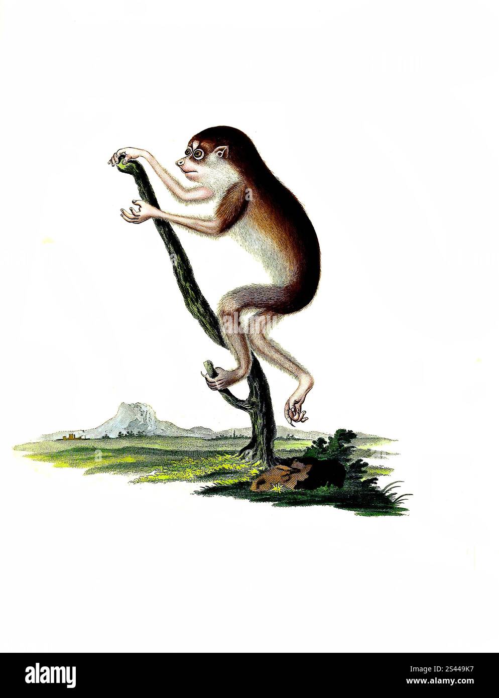Mammals, monkey, ape, Loris gracilis, Slender Lory, Stenops gracilis ...