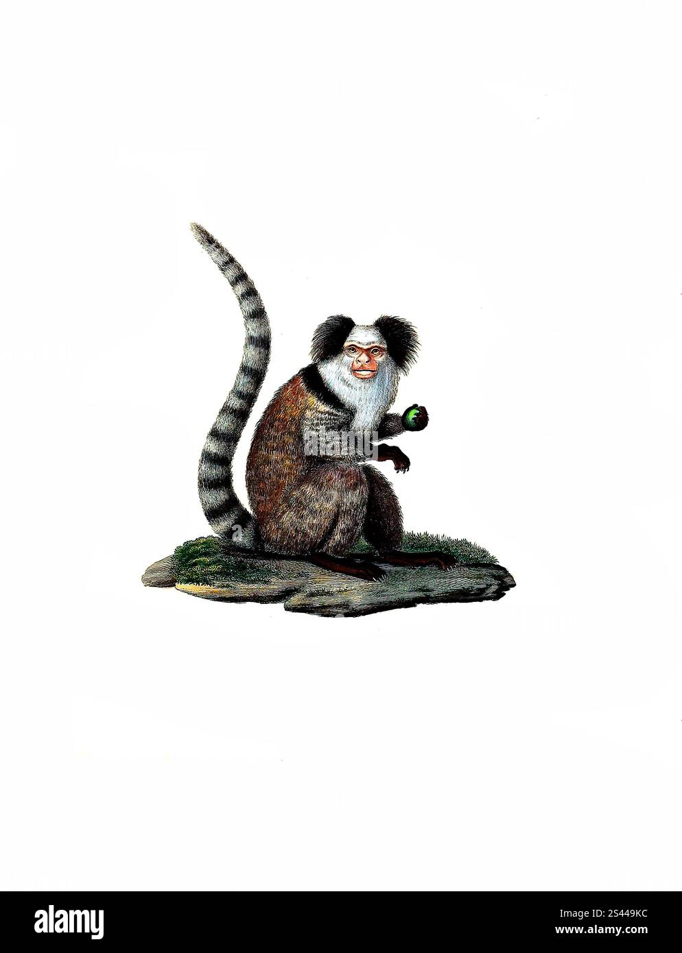 Mammals, monkey, ape, Common Marmoset, Jacchus leucocephalus ...