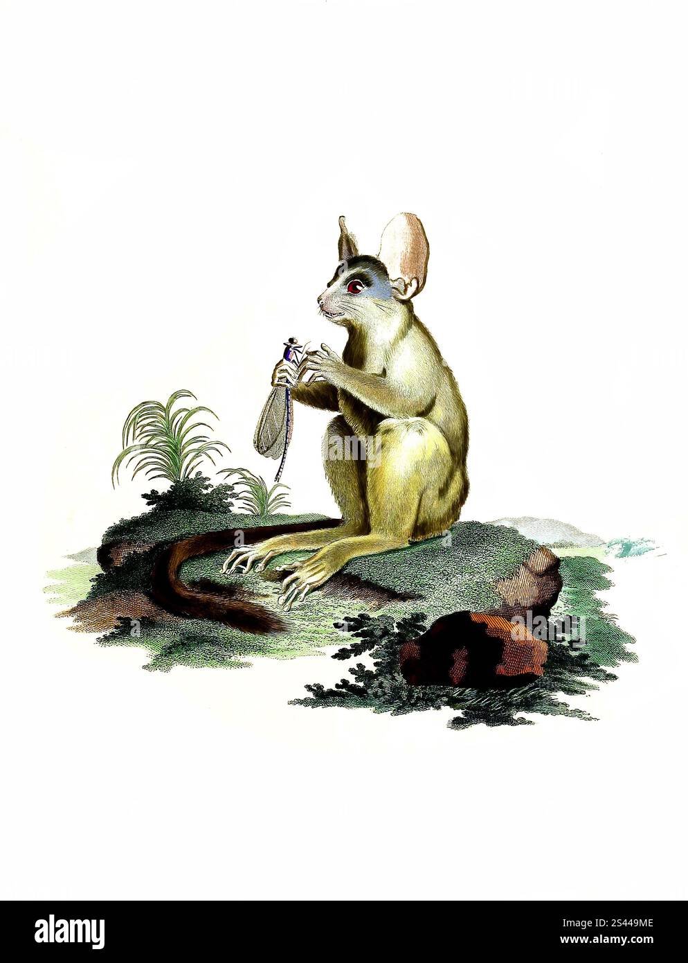 Mammals, monkey, ape, Senegal galago, Galago senegalensis, also called ...