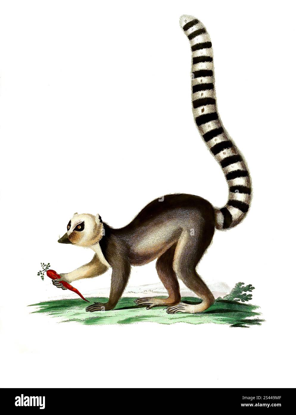 Mammals, monkey, ape, Lemur catta, ring-tailed lemur, primate species ...