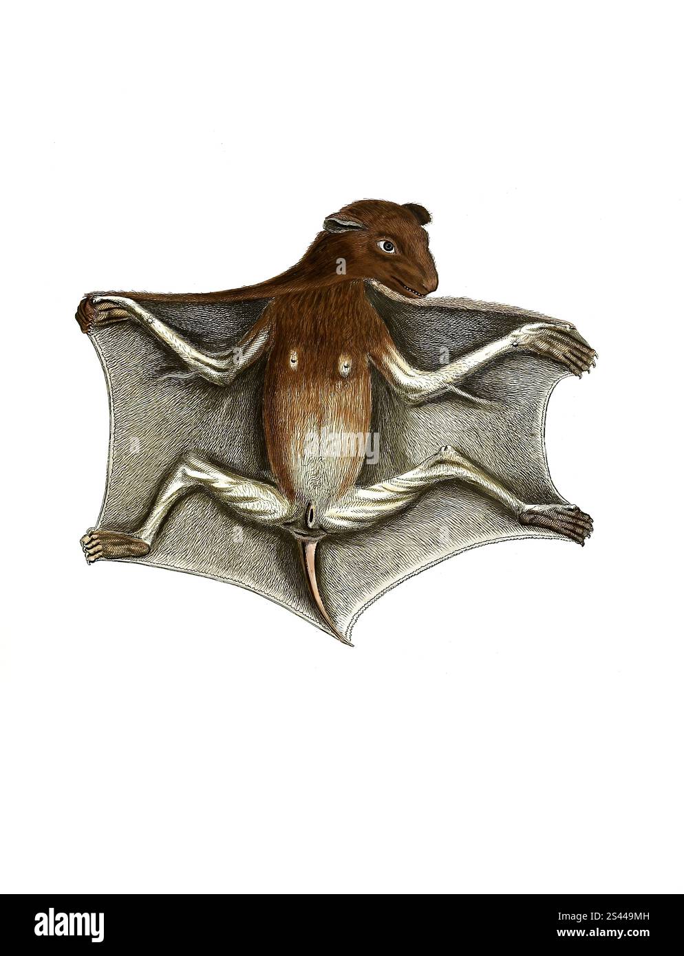 Mammals, monkey, ape, Lemur volans, Philippine glider, Cynocephalus ...