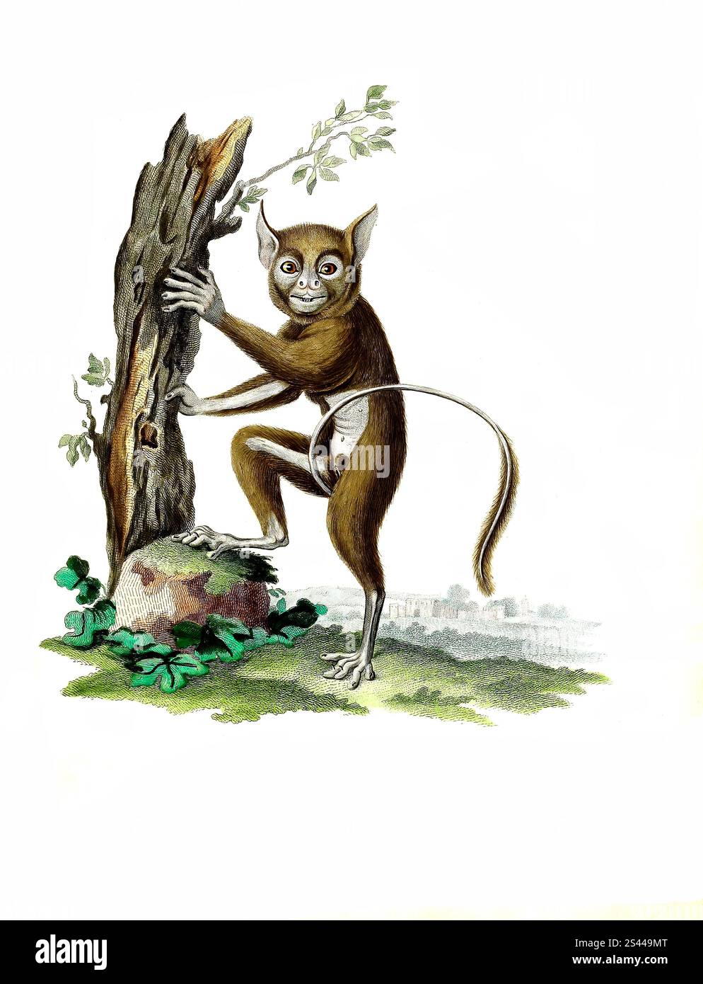 Mammals, monkey, ape, Lemur, Lemur spectrum, Historical, digitally ...