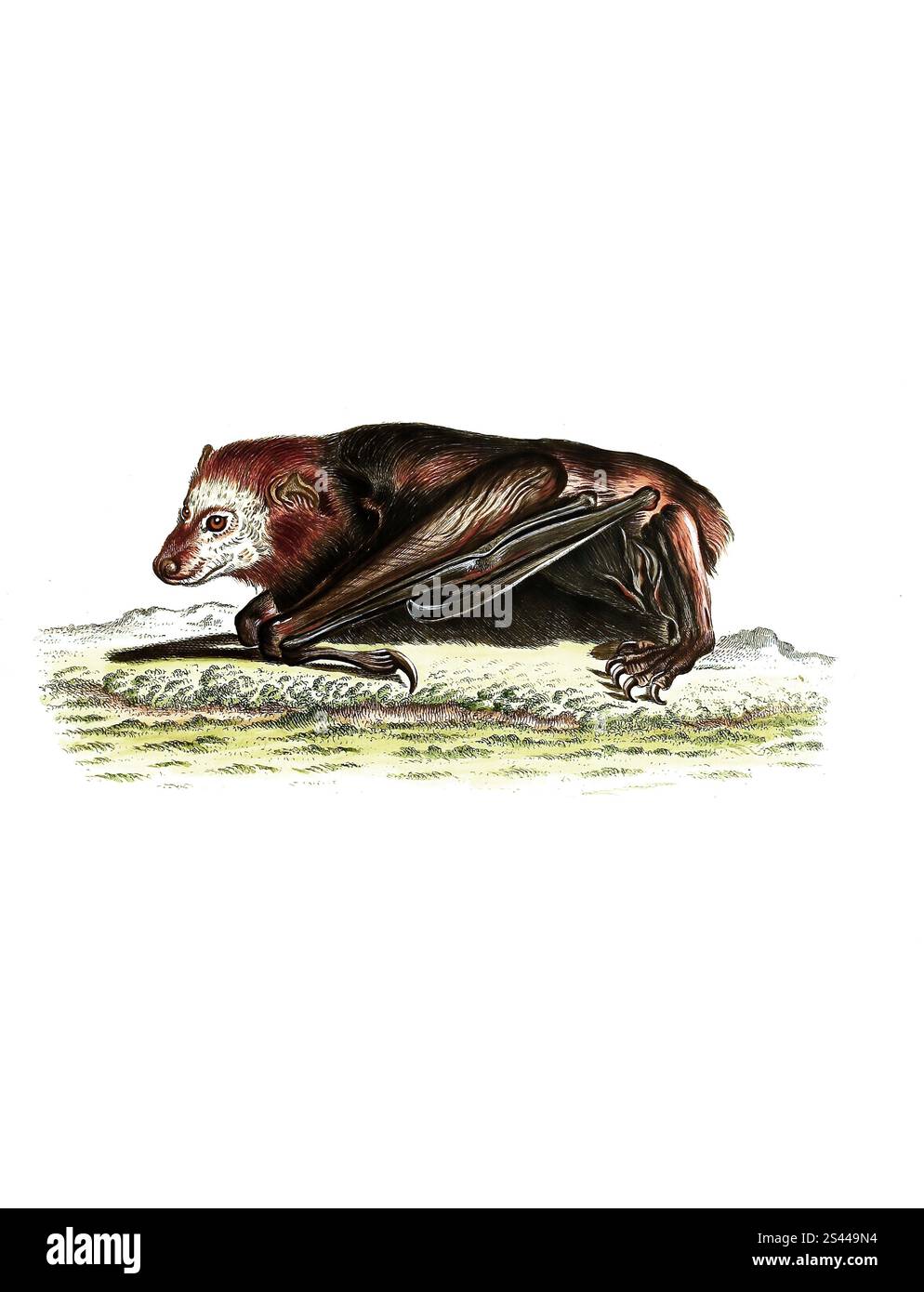 Mammals, monkey, ape, Vespertilio caninus, Lesser dog-headed bat ...