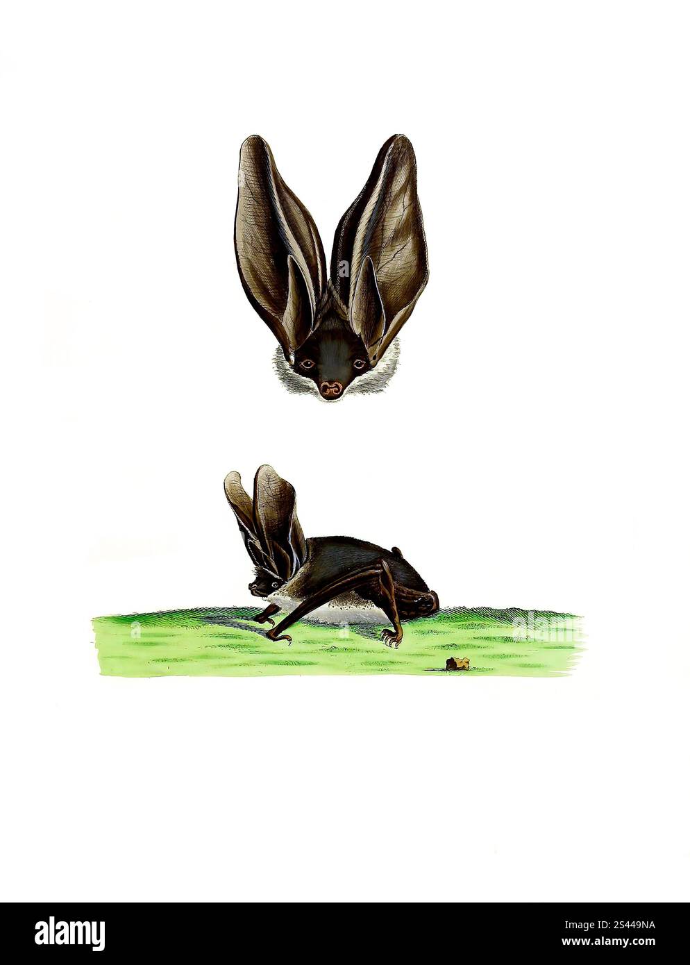 Mammals, monkey, ape, Vespertilio auritus, Grey long-eared bat ...