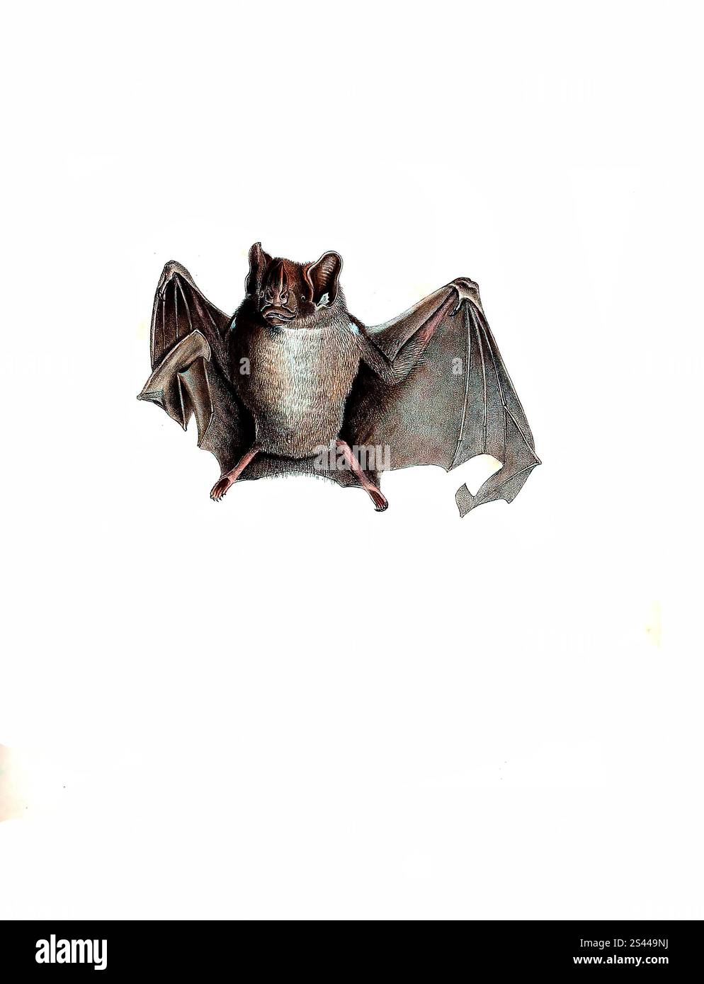 Mammals, monkey, ape, Common Vampire Bat, Desmodus rotundus ...