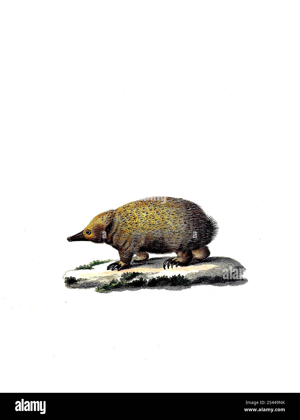 Mammals, monkey, ape, Short-beaked Echidna, Tachyglossus fetosus ...
