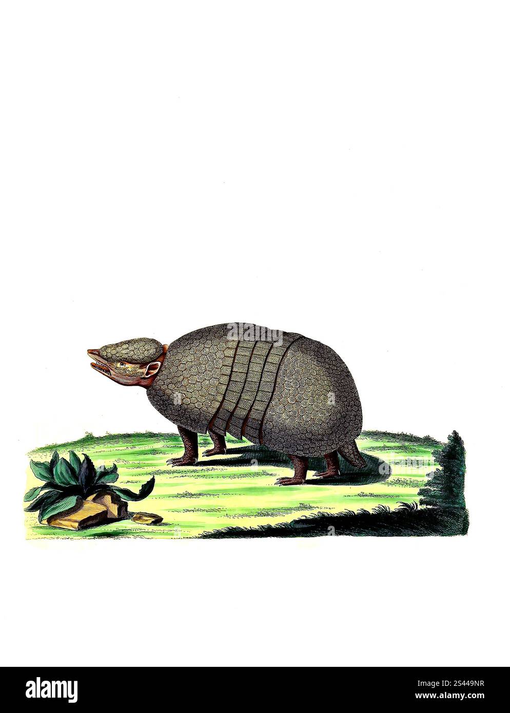 Armadillo coloring hi-res stock photography and images - Alamy