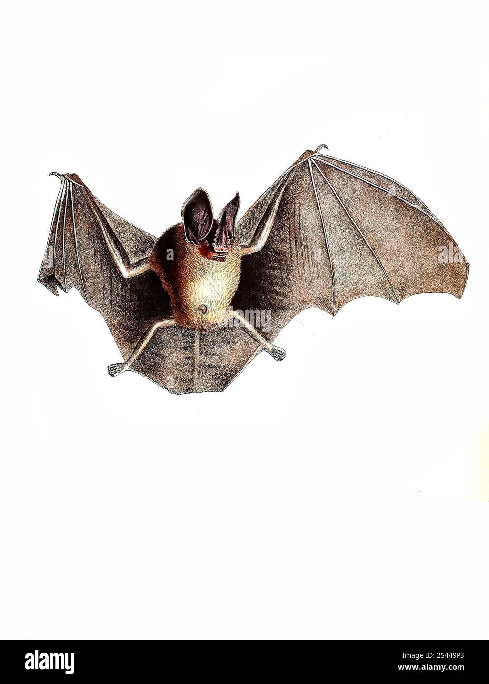 Mammals, monkey, ape, Phyllostoma longifolium, Leaf-nosed bat ...