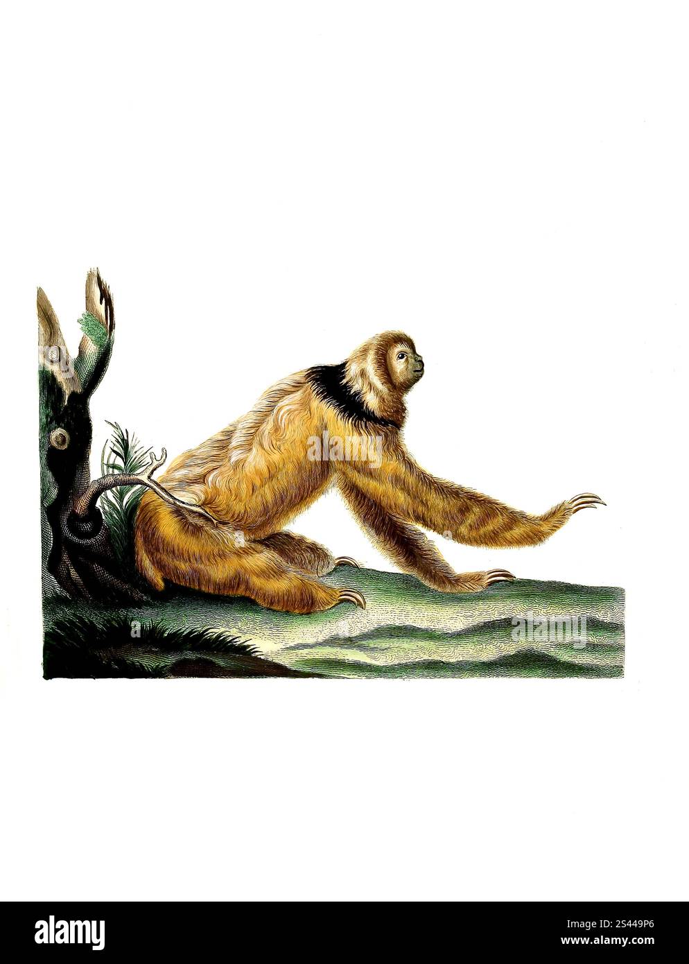 Mammals, monkey, ape, Collared Sloth, Bradypus torquatus, Historical ...