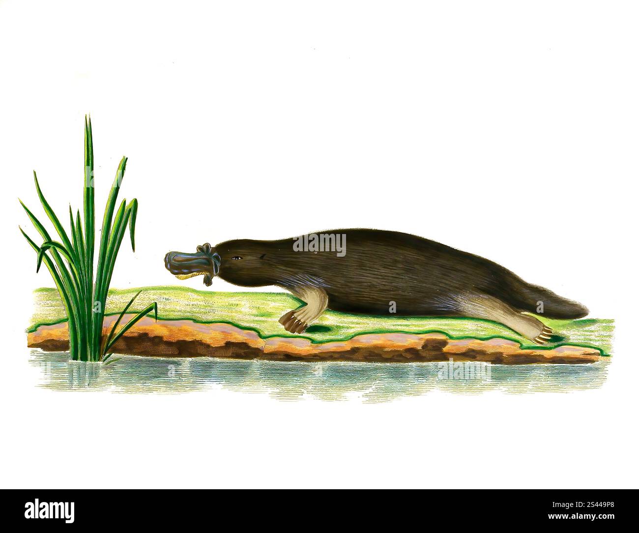 Mammals, monkey, ape, Platypus, Ornithorhynchus rufus, Historical ...