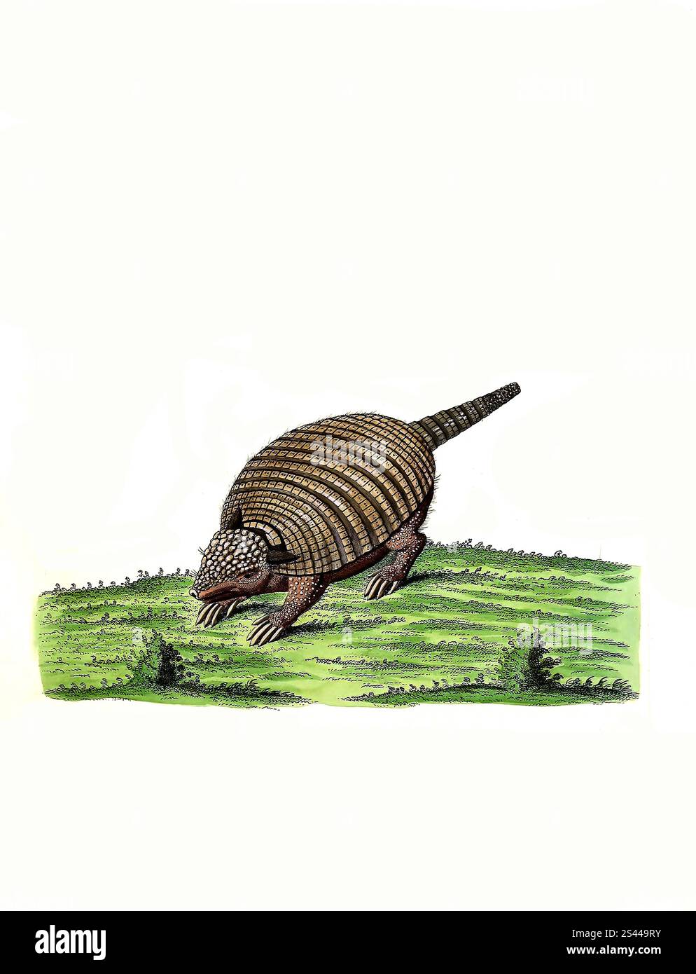 armadillo. coloring book.html.html.html.html.html.html.html.html