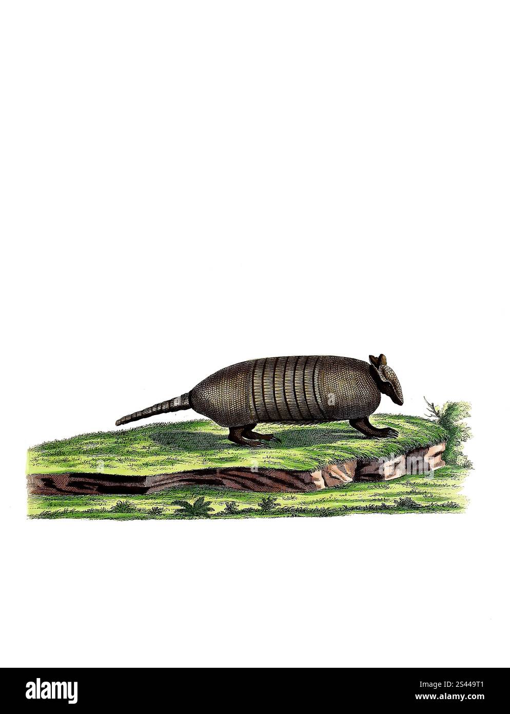 Mammals, monkey, ape, Seven-banded Armadillo or Northern Seven-banded ...