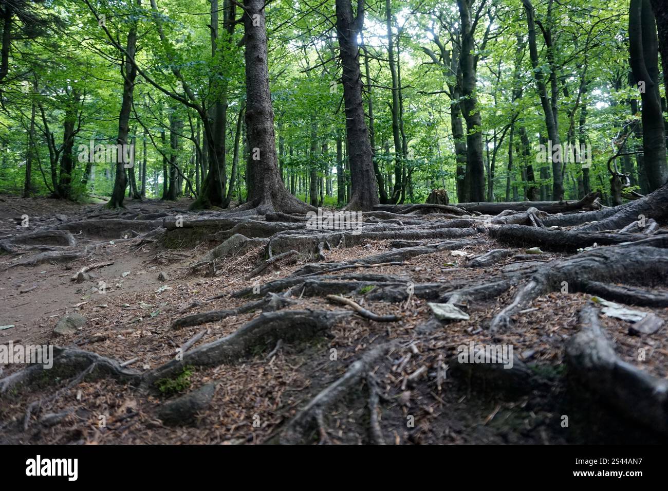 Tree boughs in forest Stock Photo - Alamy