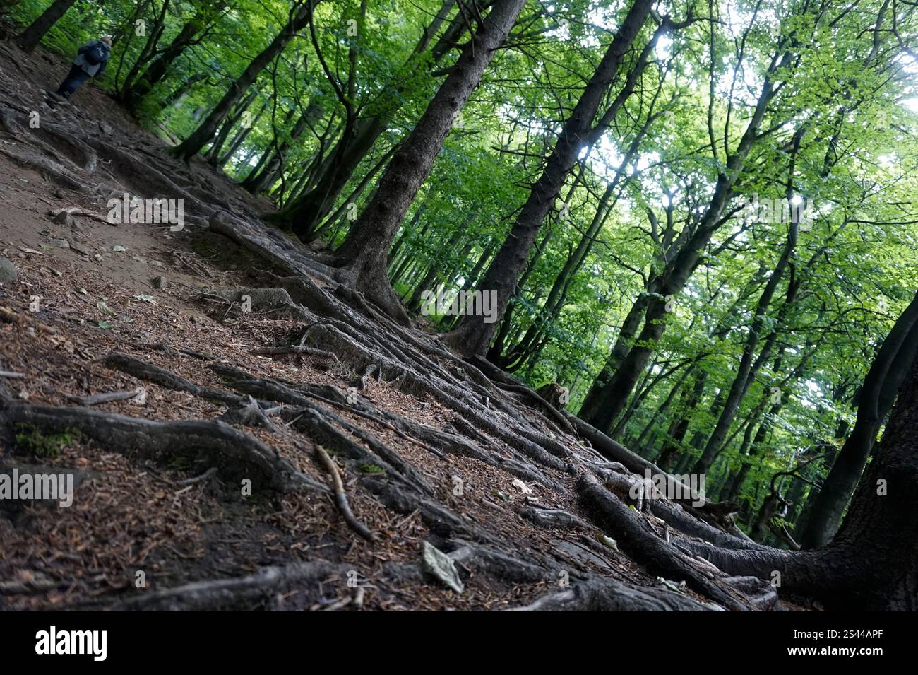 Tree boughs in forest Stock Photo - Alamy